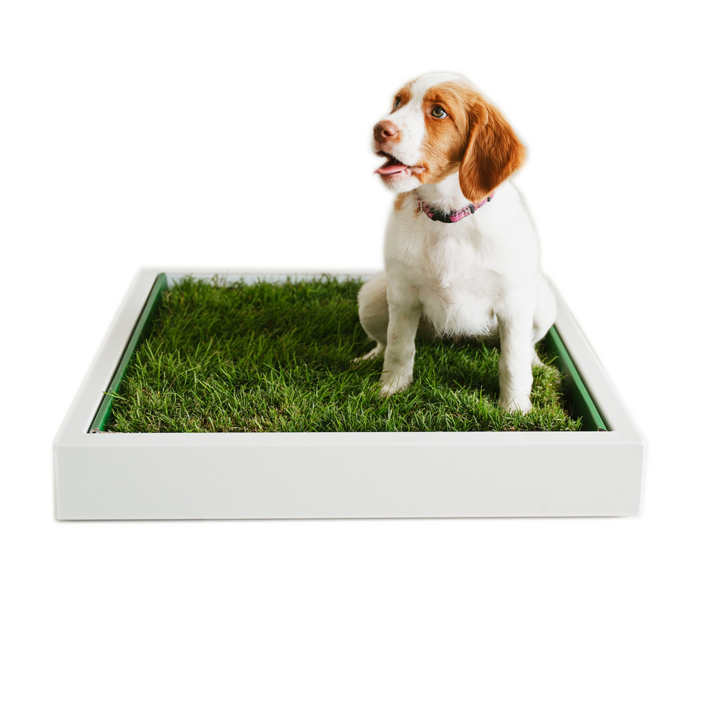 Buy Real Grass Dog Toilets - Nature's Loo Australia