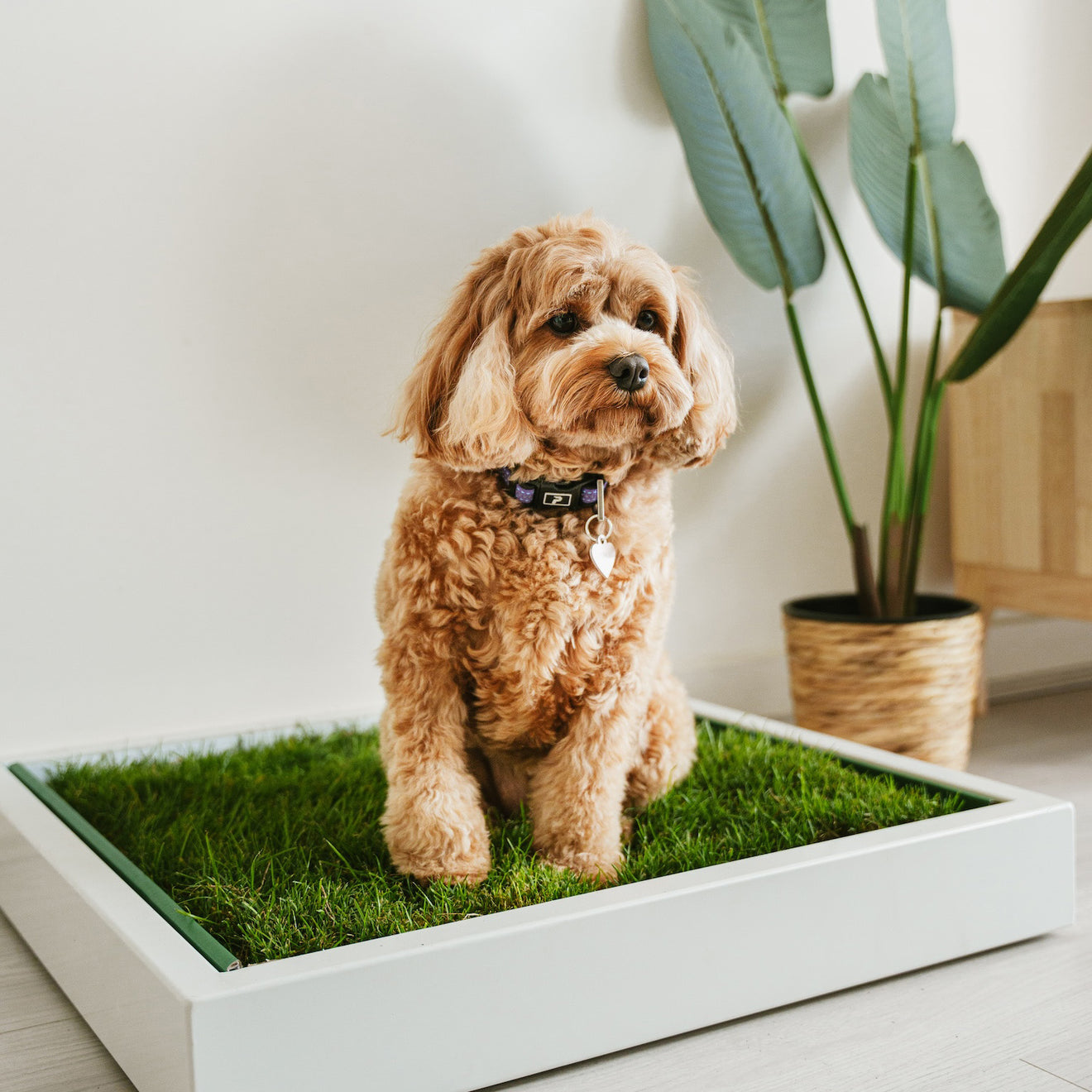 Buy Real Grass Dog Toilets - Nature's Loo Australia