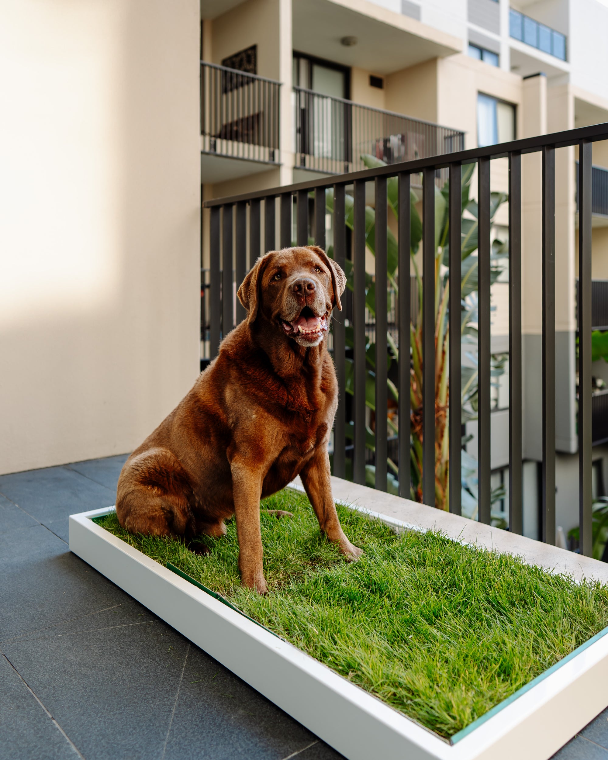 Real Grass Dog Toilet - Twin Pack