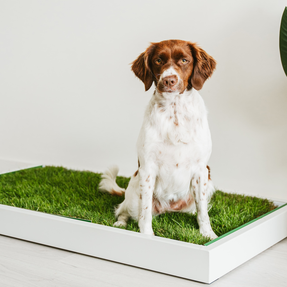 Real Grass Dog Toilet - Twin Pack