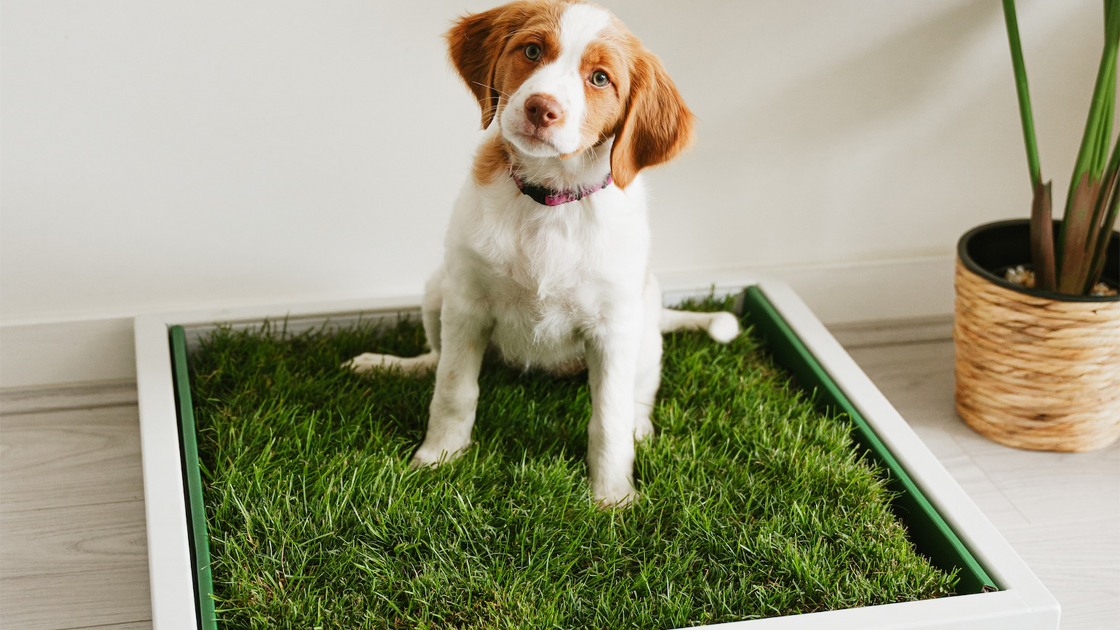 Buy Real Grass Dog Toilets - Nature's Loo Australia